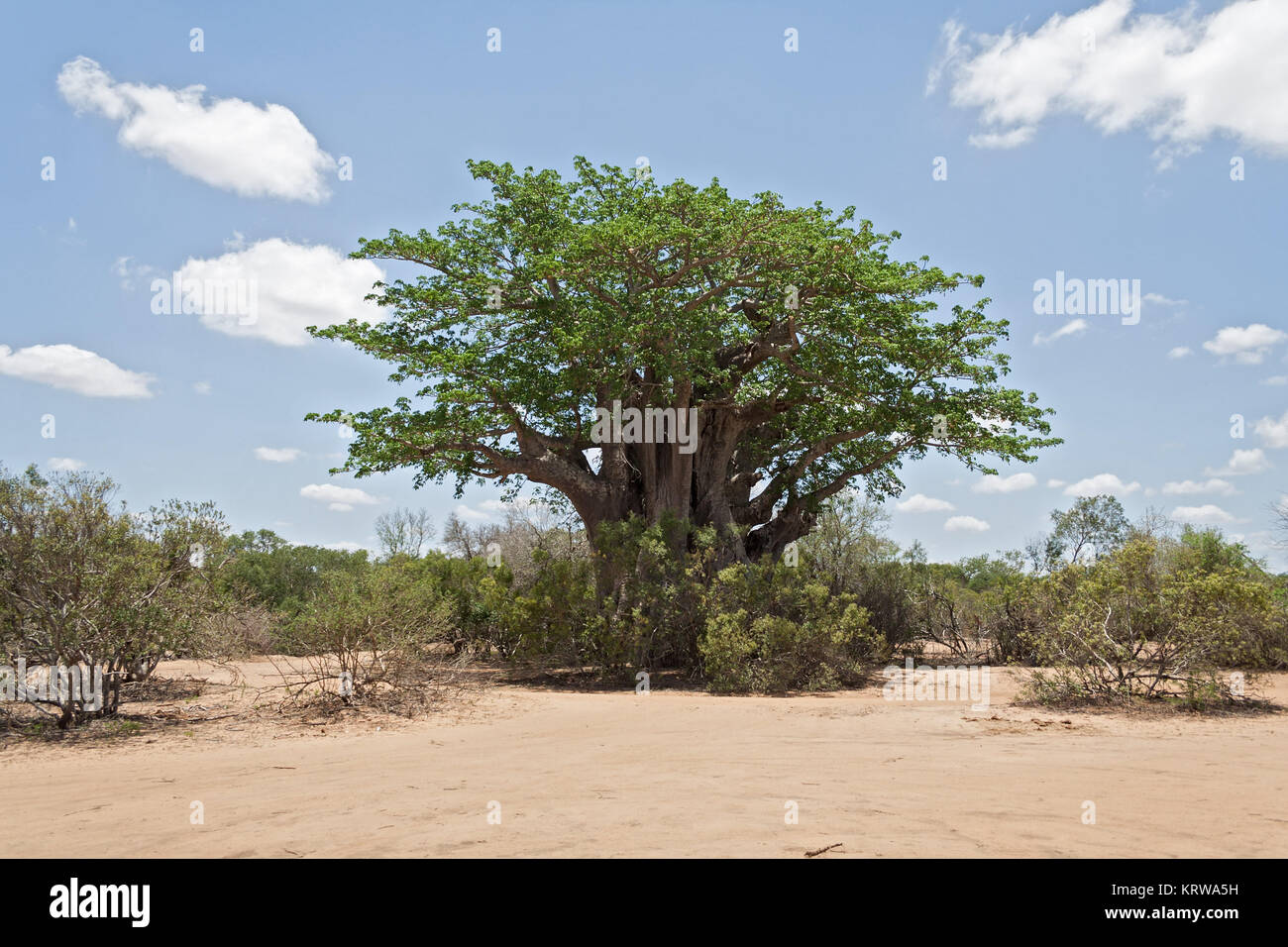 Big baobab tree in the Kruger National Park, South Africa Stock Photo ...