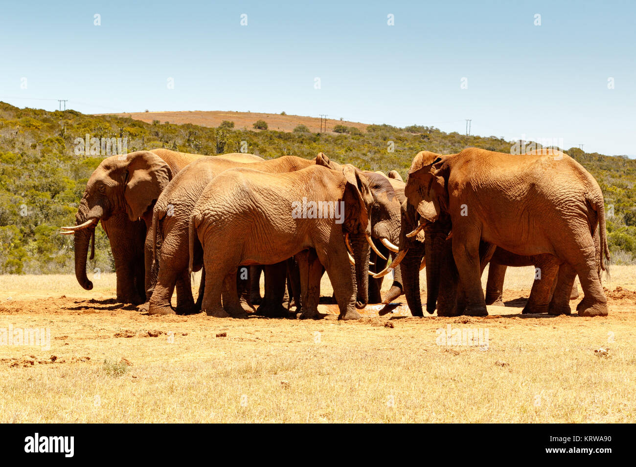 African Elephant family reunion at the dam Stock Photo - Alamy