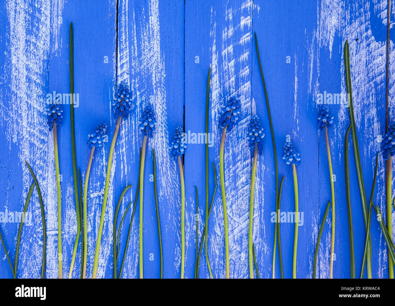 Blue wood background with blue flowers and stems Stock Photo - Alamy