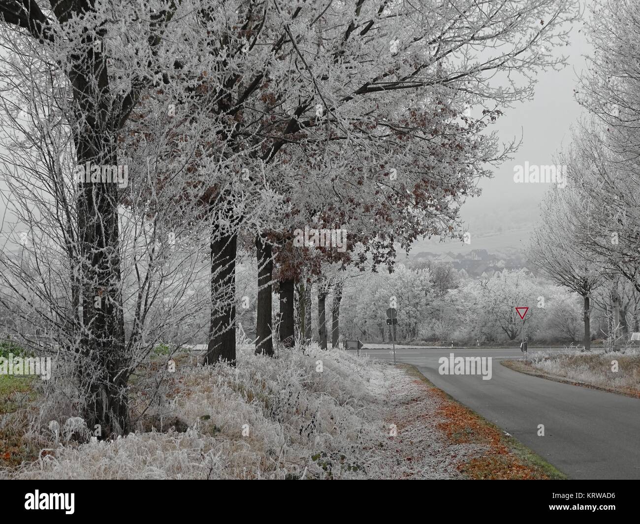 winter road with trees Stock Photo - Alamy