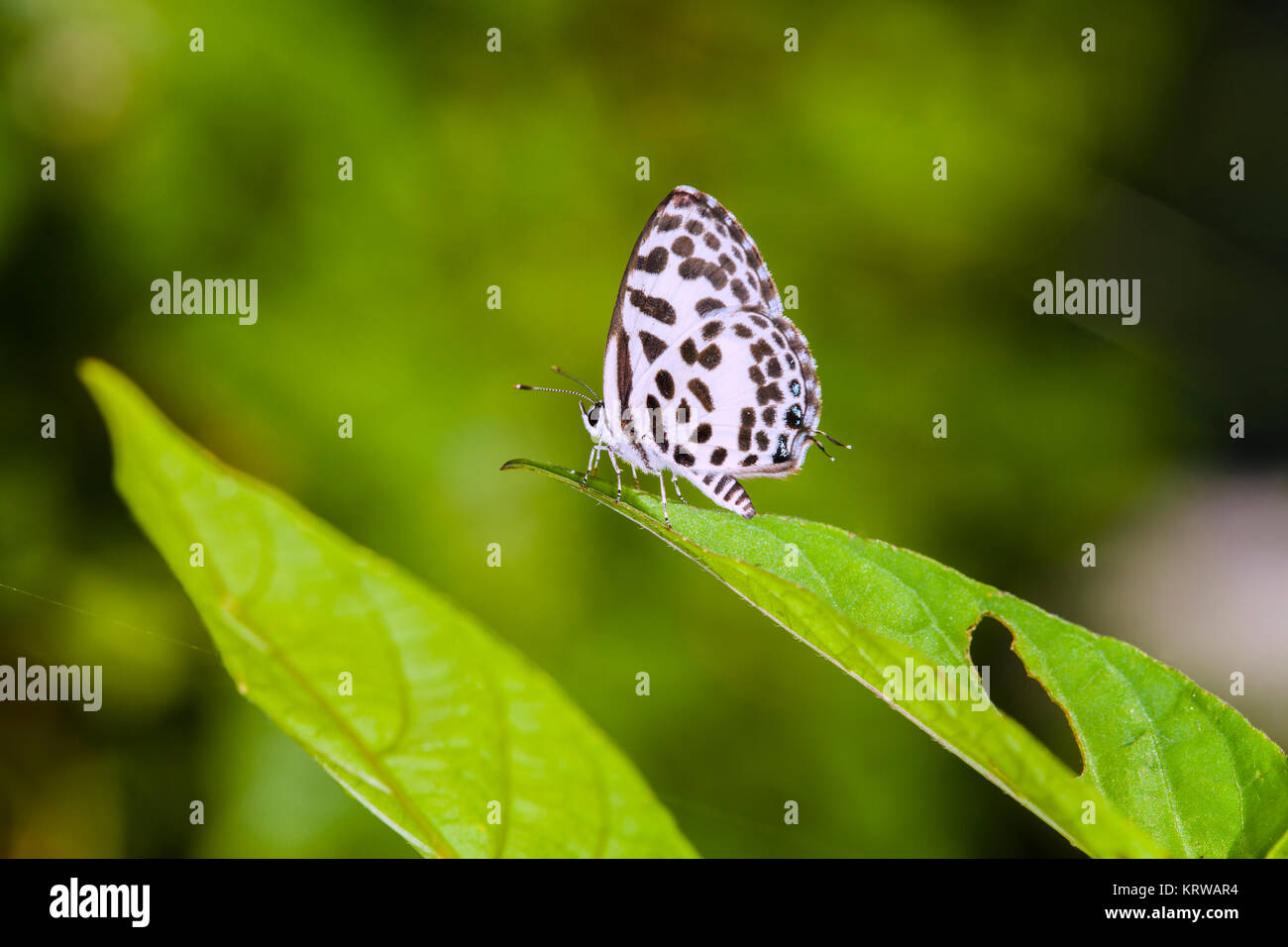 Beautiful nature scene with butterfly Macro shot Stock Photo - Alamy
