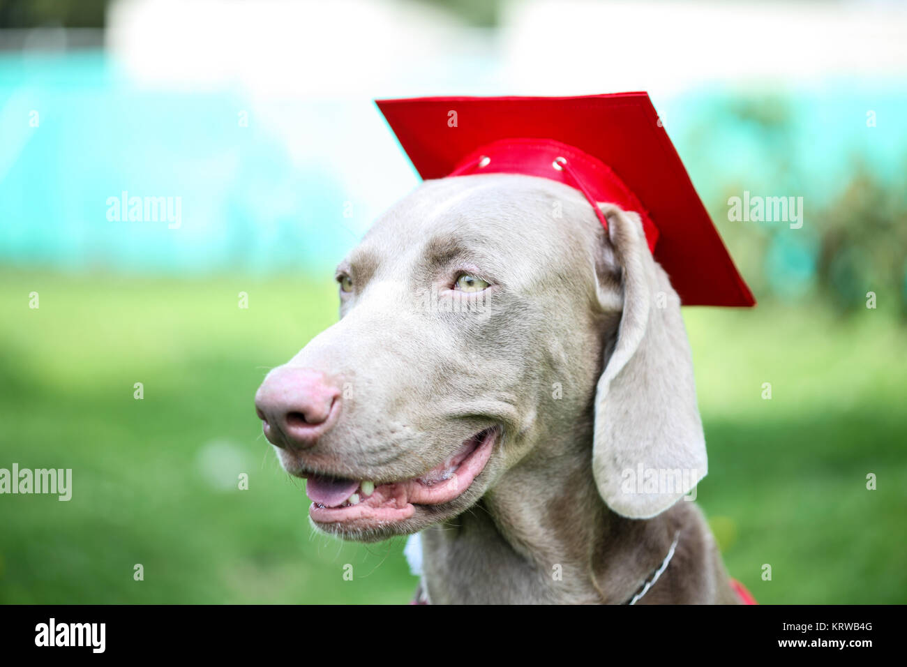 Dog wearing an academic cap during canine graduation Stock Photo - Alamy