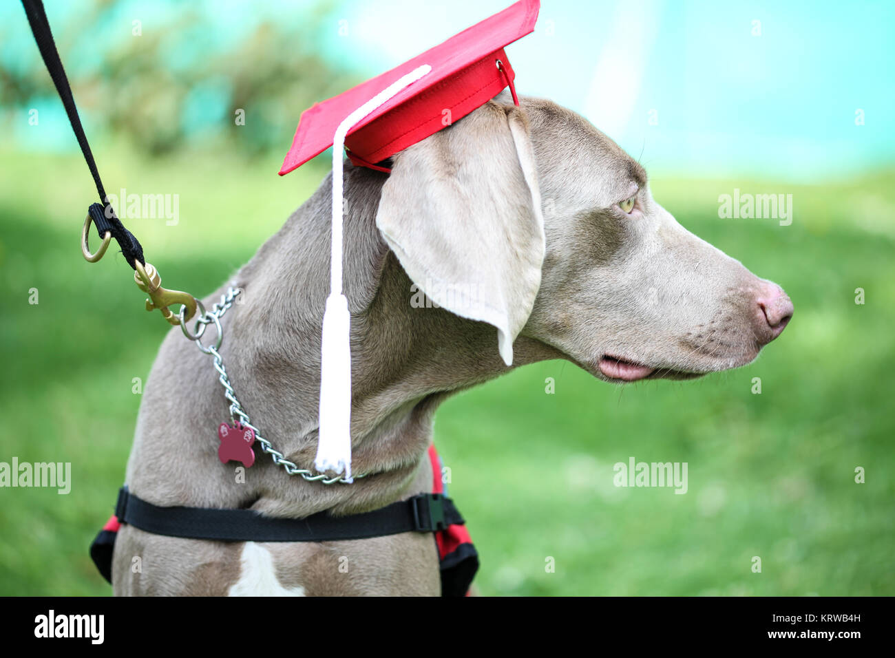 Dog wearing an academic cap during canine graduation Stock Photo - Alamy
