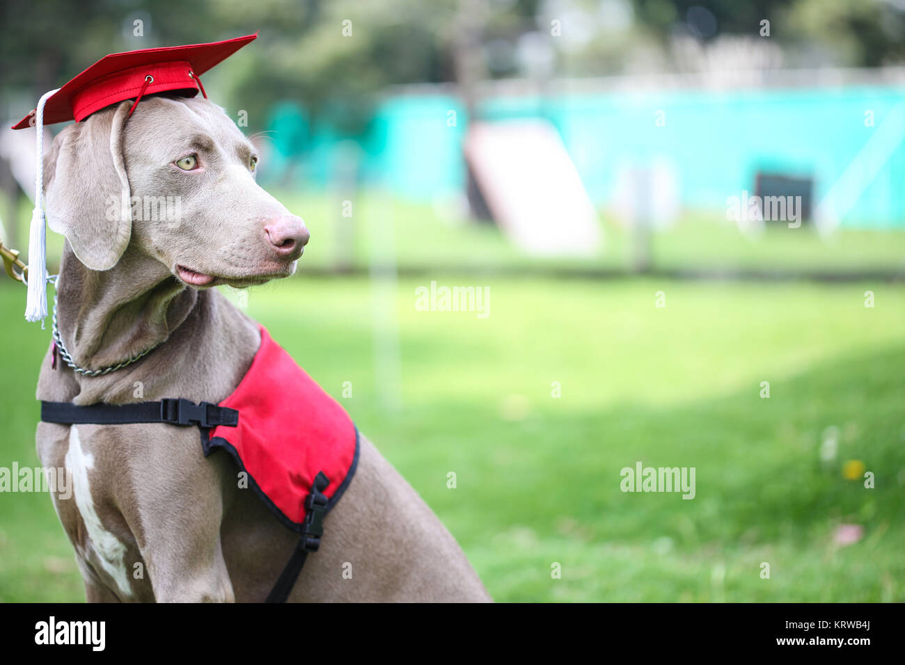 Dog wearing an academic cap during canine graduation Stock Photo - Alamy