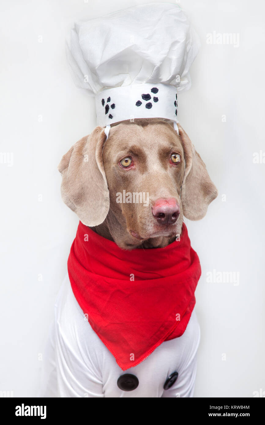 Dog wearing a chef's outfit Stock Photo - Alamy