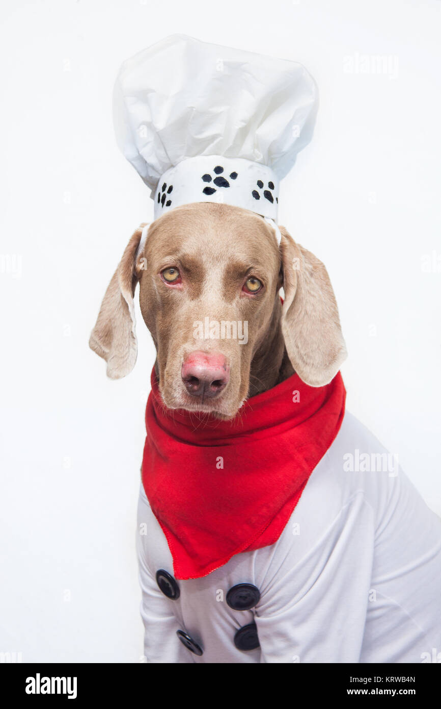Dog wearing a chef's outfit Stock Photo - Alamy