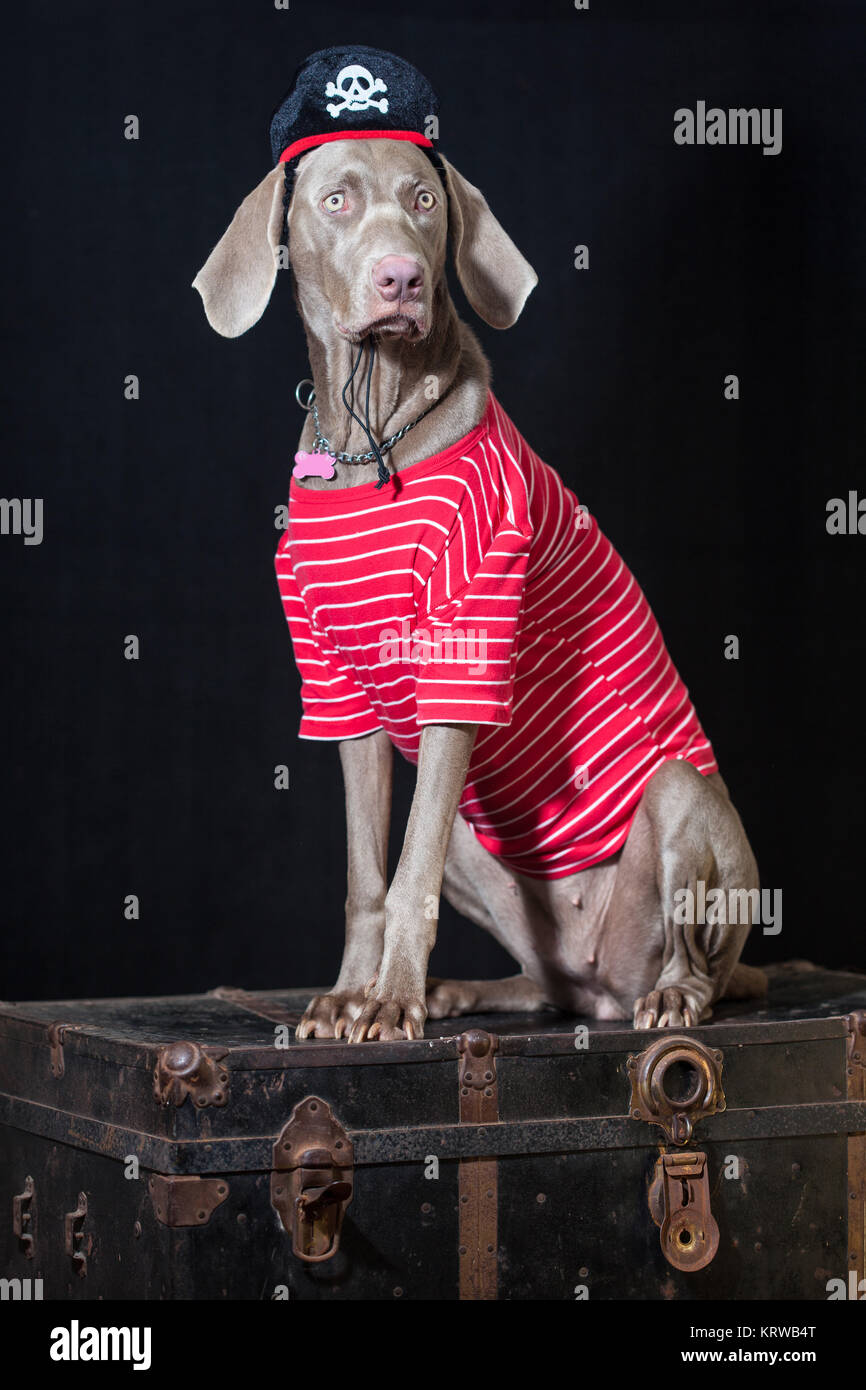 Dog watching over the treasure Stock Photo - Alamy