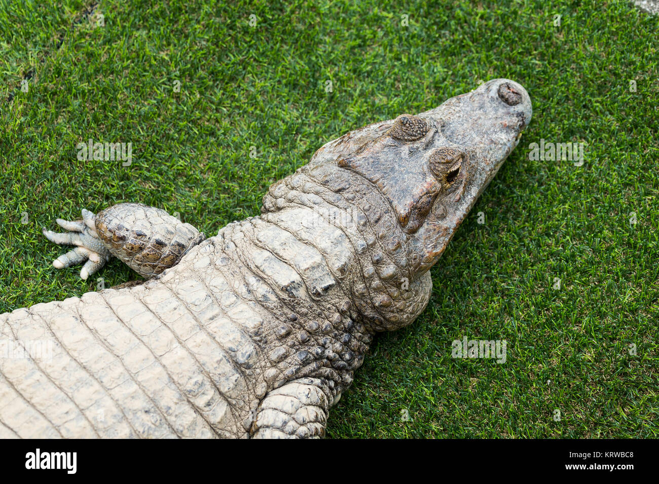 Top view crocodile swimming hi-res stock photography and images - Alamy