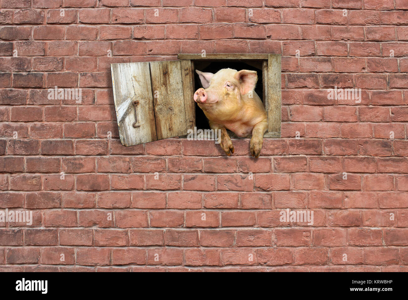pig looks out from window of shed on the brick wall Stock Photo - Alamy
