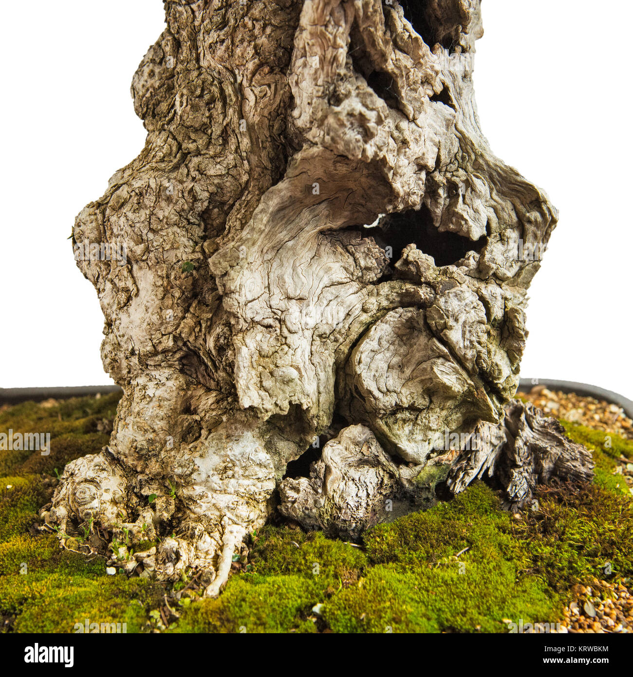 Baum mit moos hi-res stock photography and images - Alamy