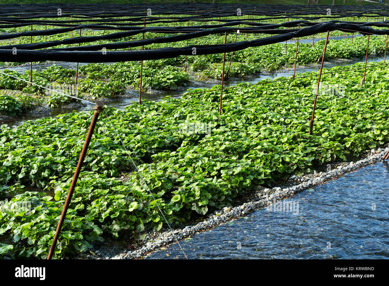 Farming wasabi hi-res stock photography and images - Alamy