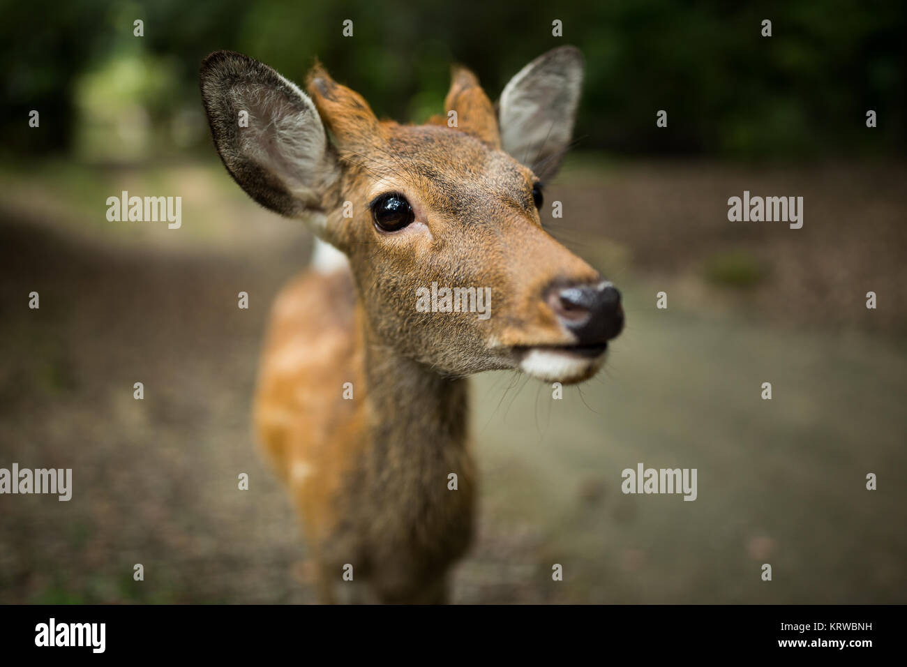 Close up deer Stock Photo - Alamy