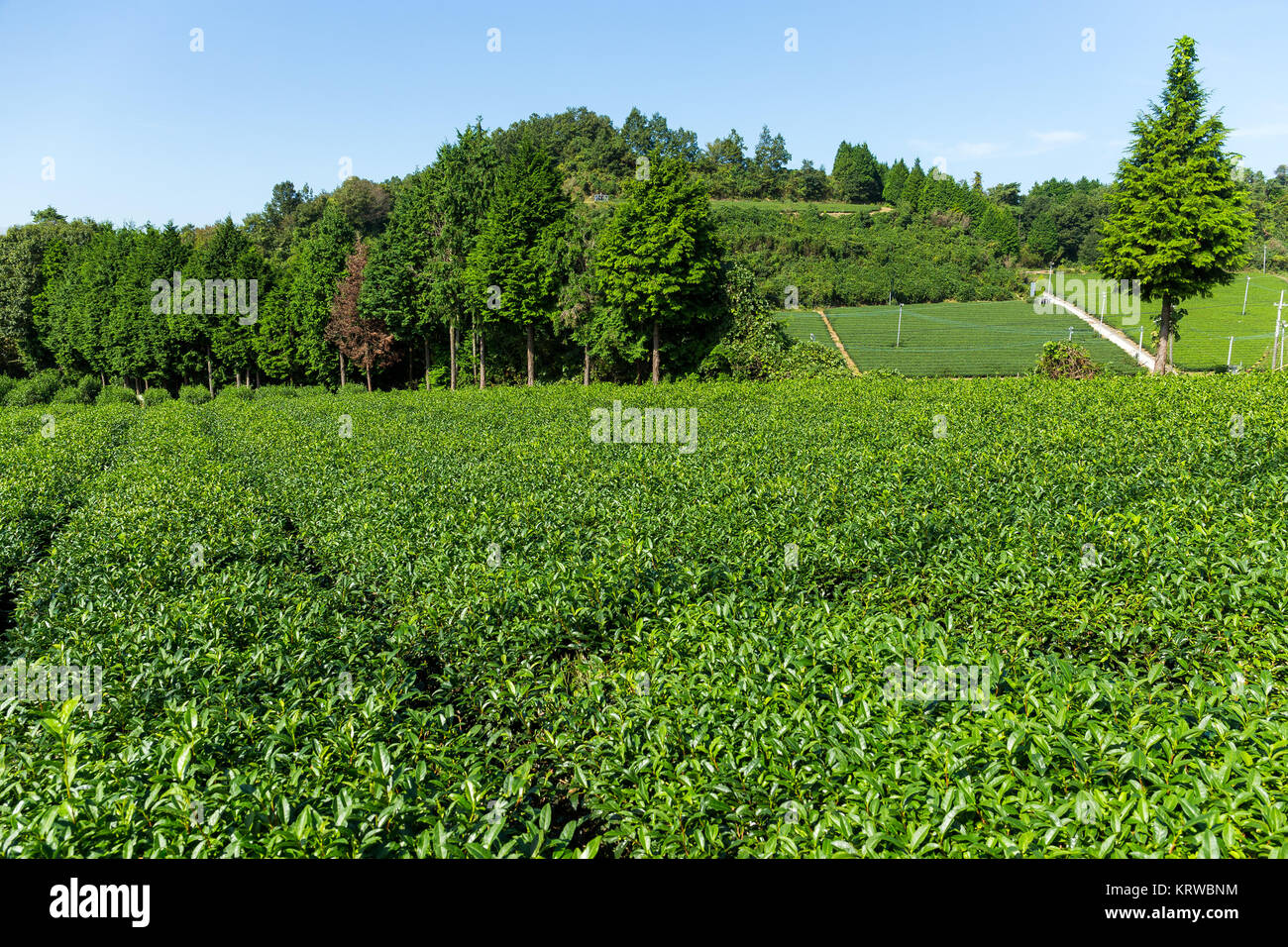 Kyoto green tea uji hi-res stock photography and images - Alamy