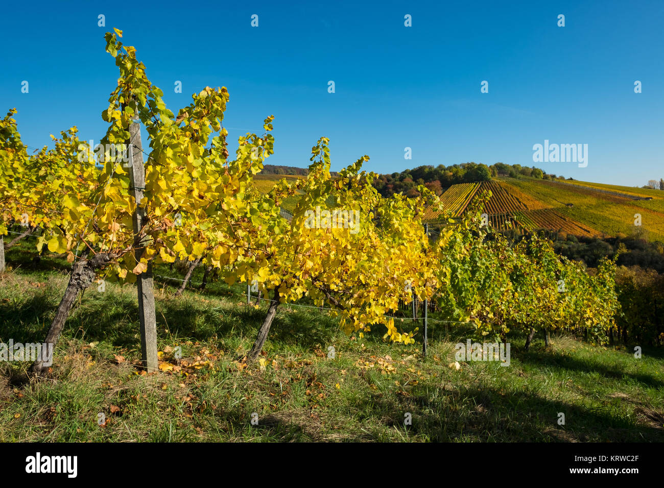 Reben im Weinberg in Herbstfarben und blauen Himmel Stock Photo - Alamy