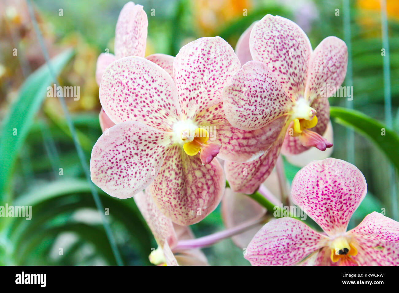 Beautiful violet orchid in garden Stock Photo - Alamy