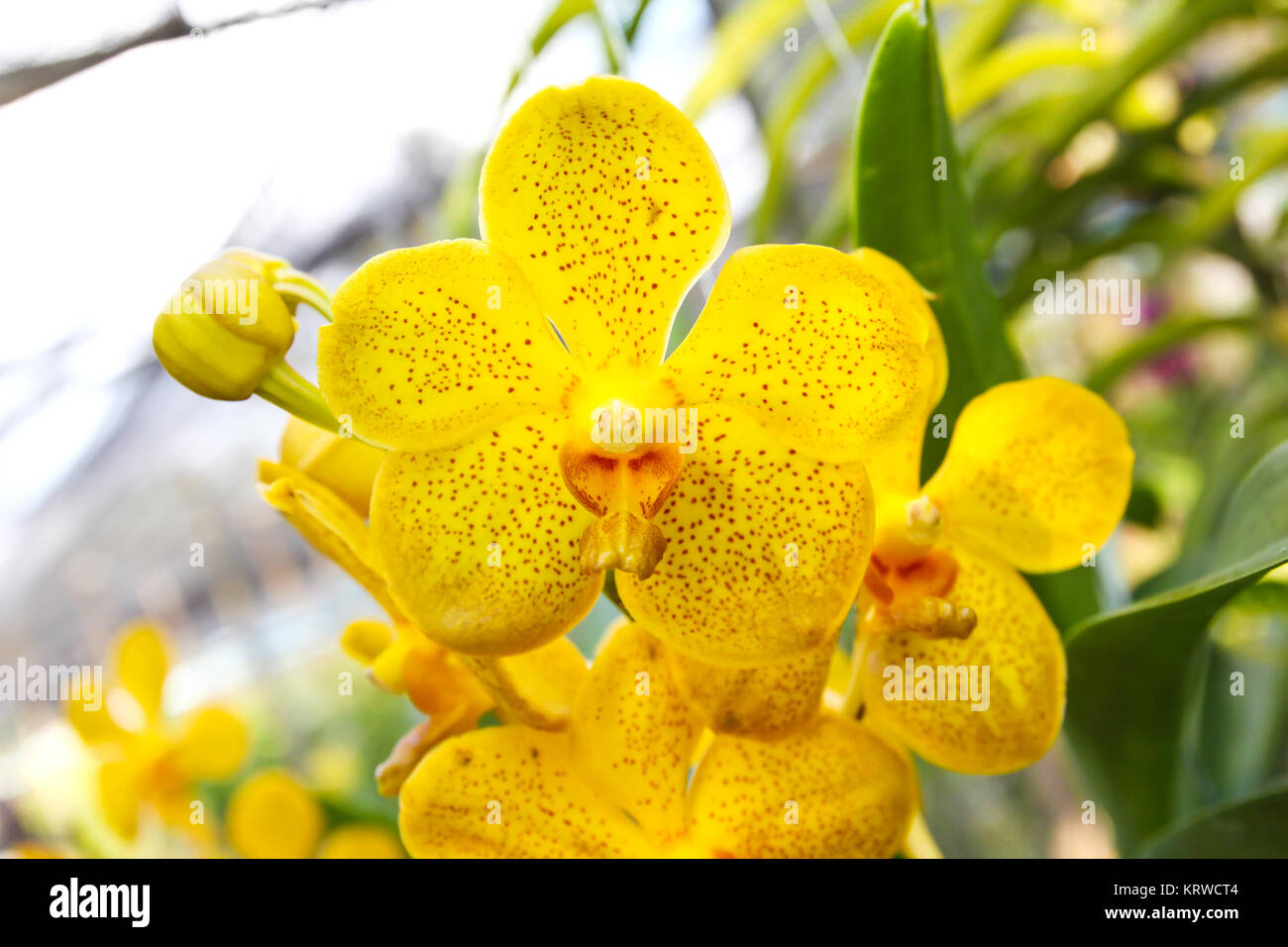 Beautiful yellow orchid in garden Stock Photo - Alamy