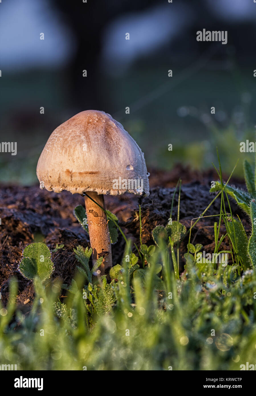 Wild mushroom that grows on cow dung Stock Photo - Alamy