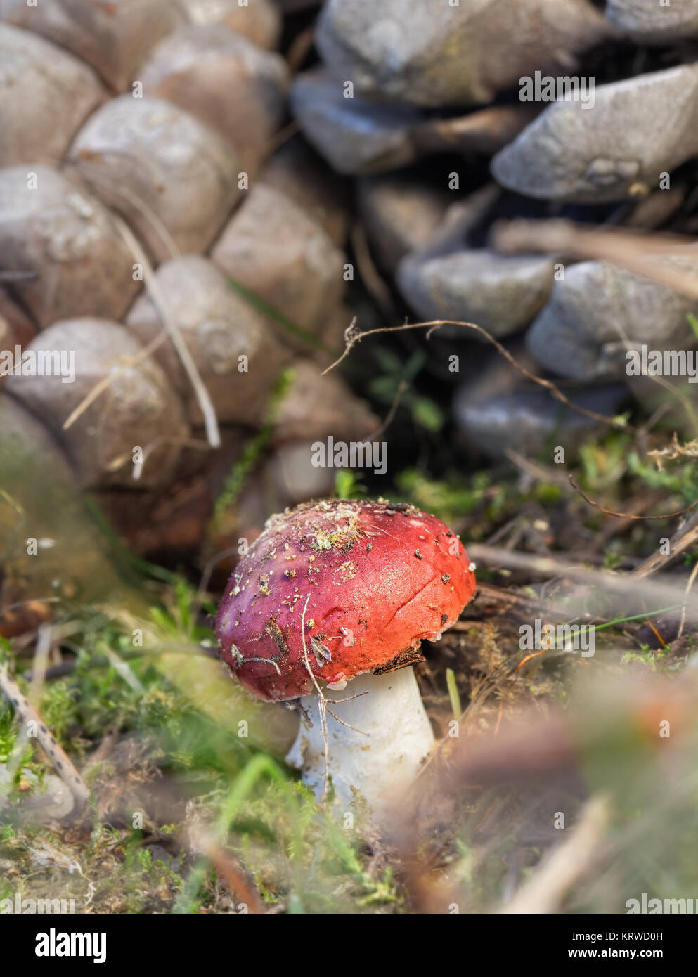 Seta hongo mushroom hi-res stock photography and images - Alamy