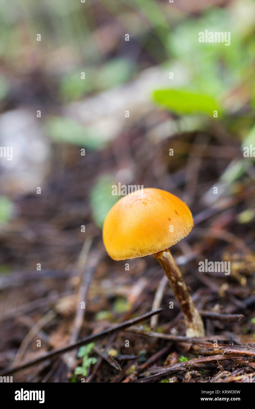 Small mushroom photographed in their natural environment Stock Photo ...
