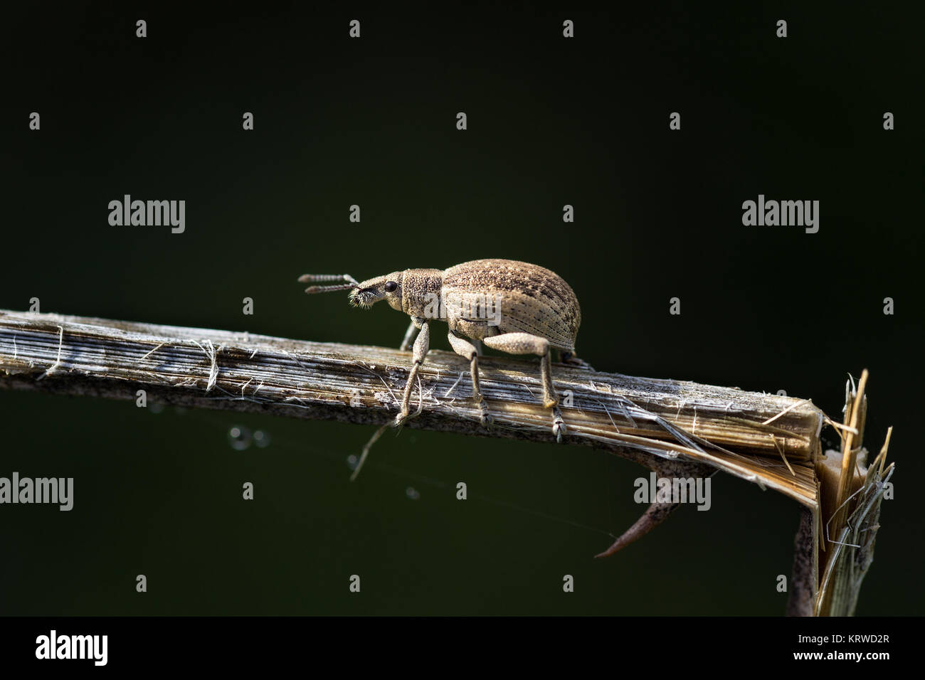 Polydrusus Pterygomalis High Resolution Stock Photography and Images ...