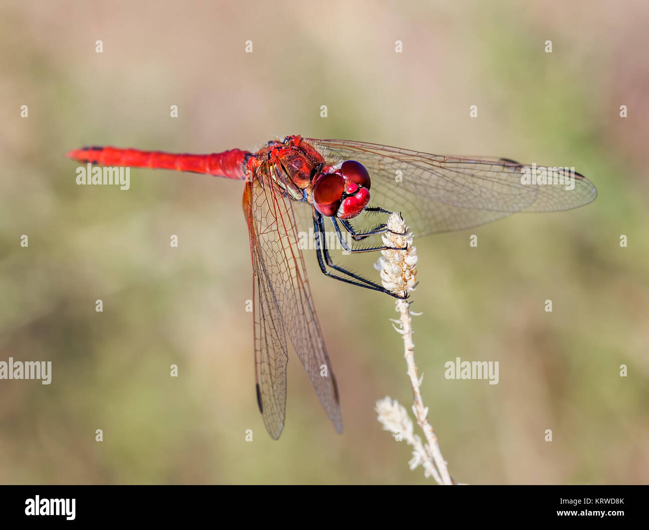 Red dragonfly photographed in their natural environment Stock Photo - Alamy