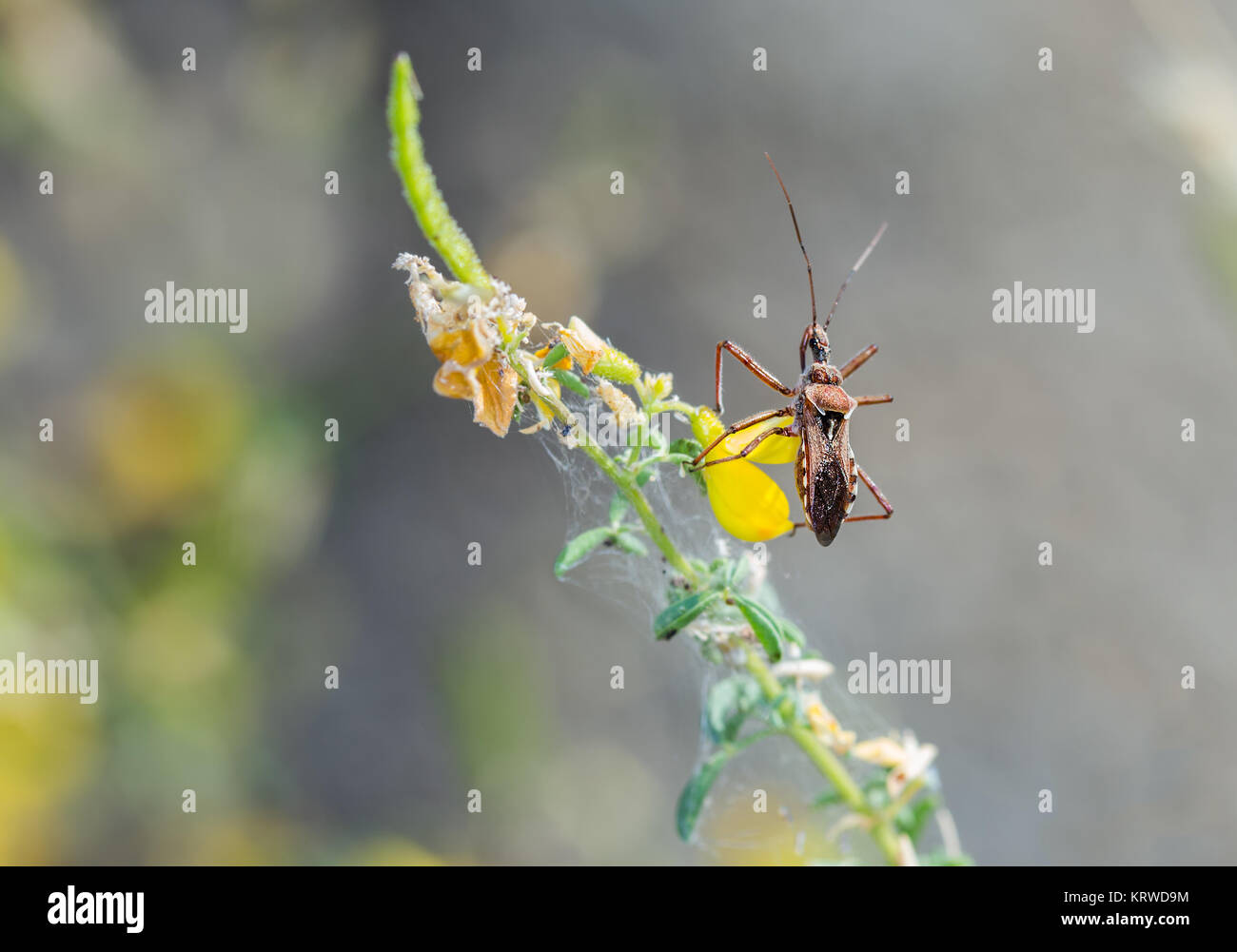 Plaga de verano hi-res stock photography and images - Alamy