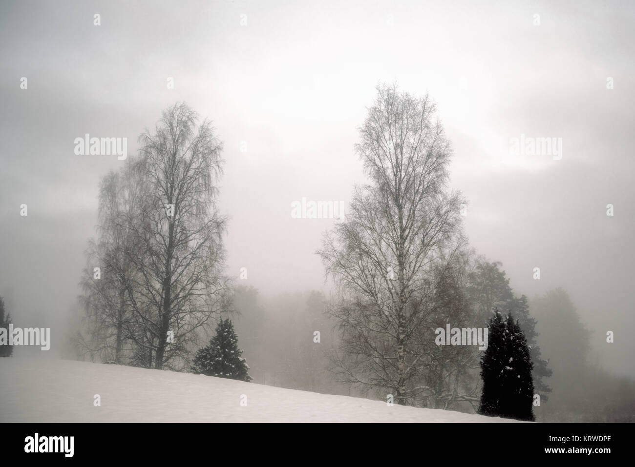 A frozen Winter landscape a foggy morning Stock Photo - Alamy