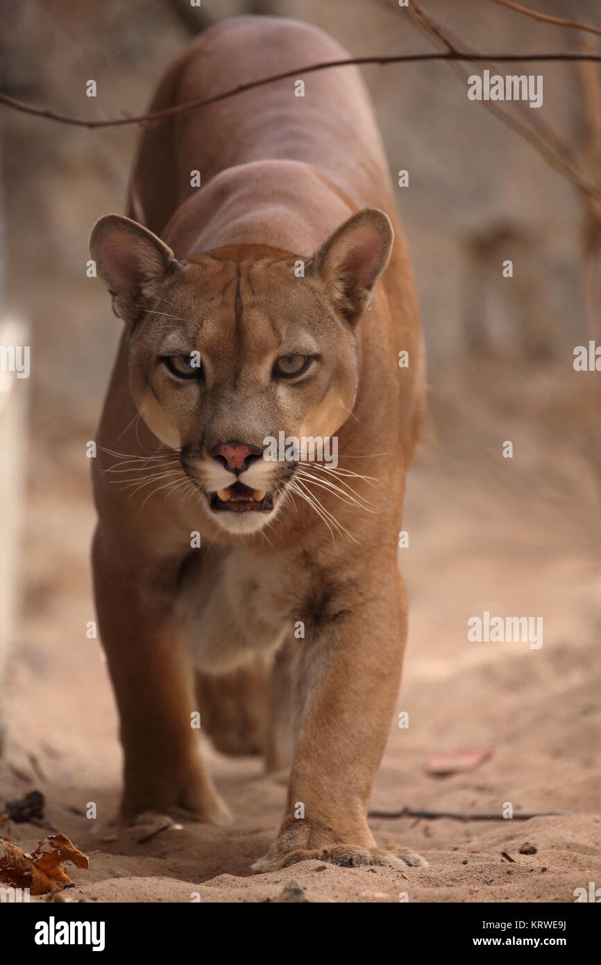 the cougar or mountain lion Stock Photo - Alamy