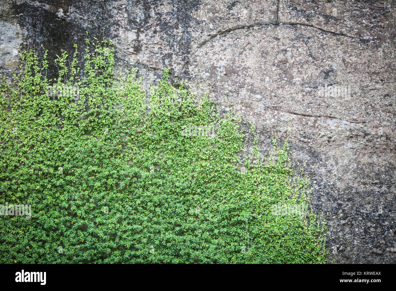 Plants growing on rock Stock Photo - Alamy