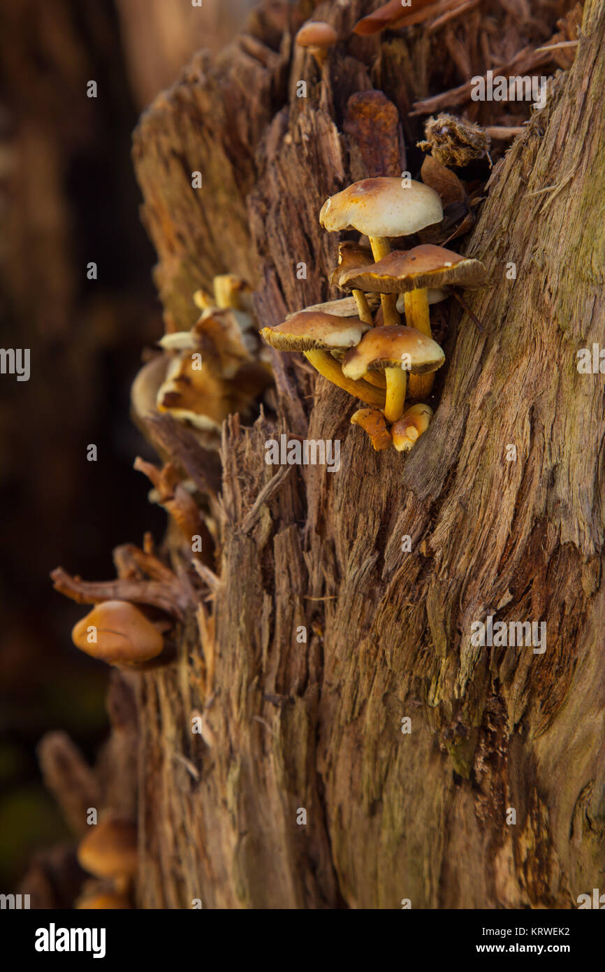 Mushrooms tree trunk hi-res stock photography and images - Alamy