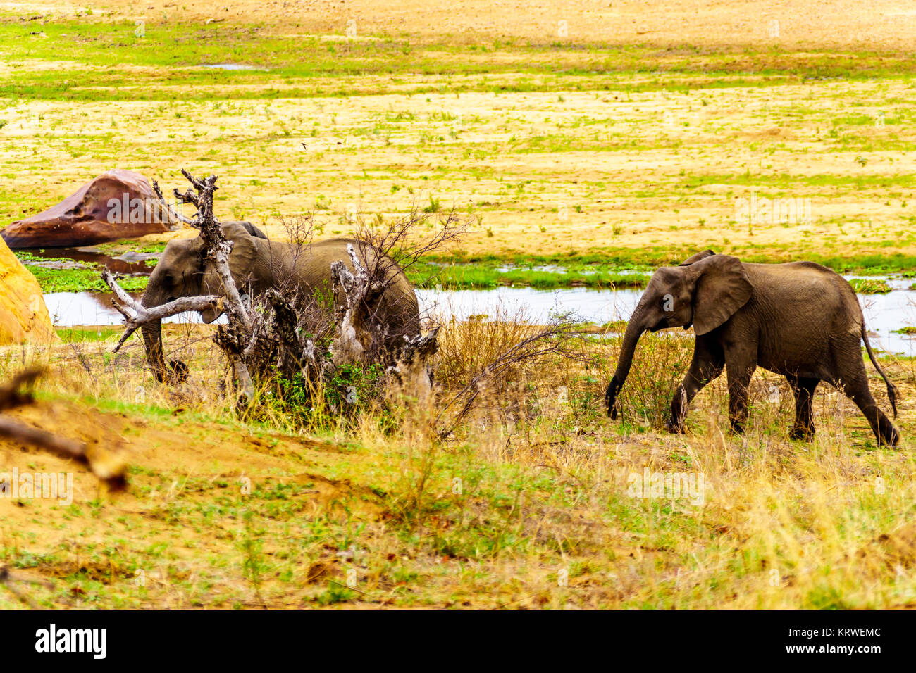 Wildlife go africa hi-res stock photography and images - Alamy