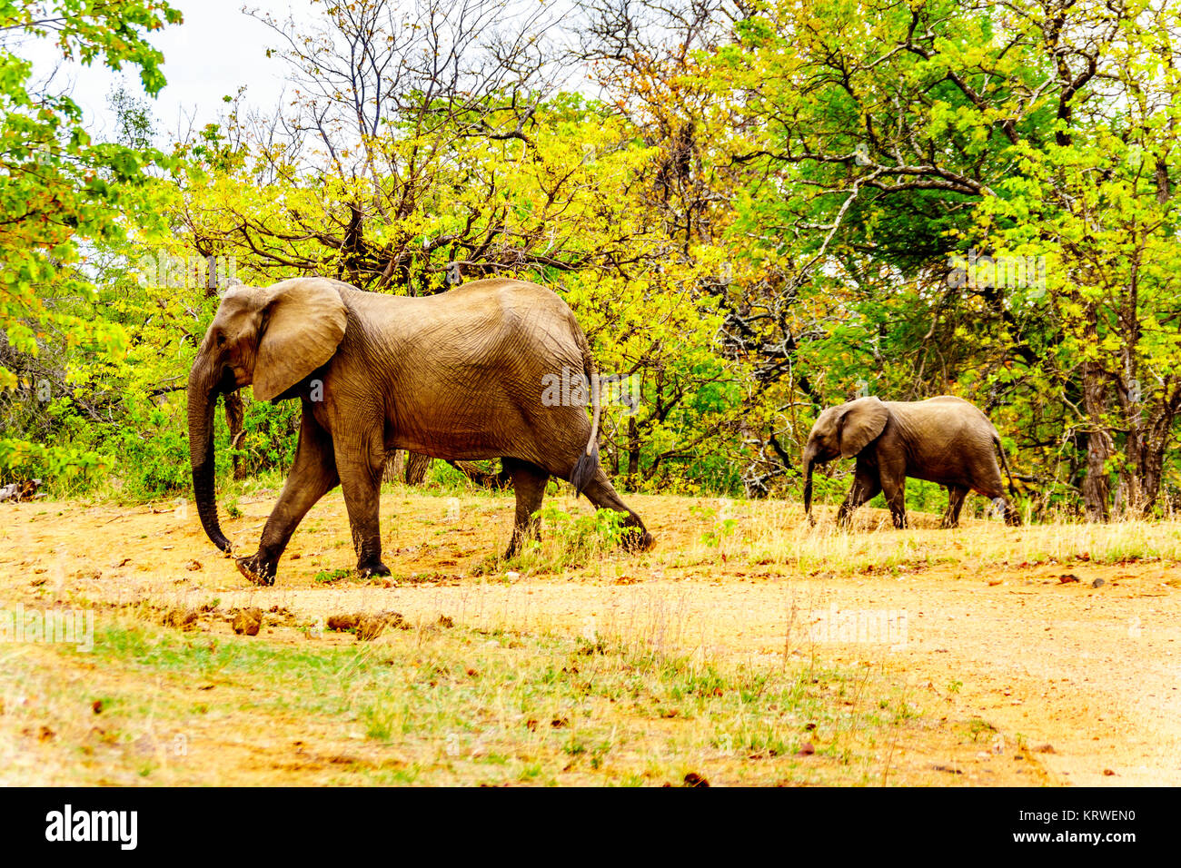Mother Elephant with a Calf Elephant coming from the Letaba River to go ...