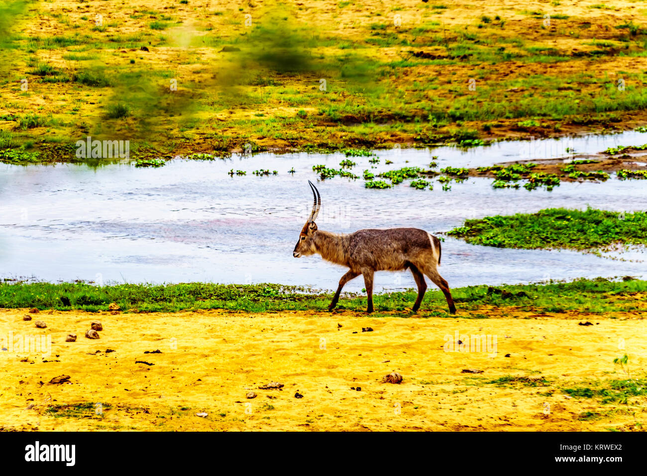 Waterbuck grazing along the Letaba River in Kruger Nationa, Park in ...