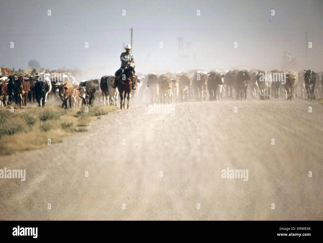1970s cattle drive hi-res stock photography and images - Alamy
