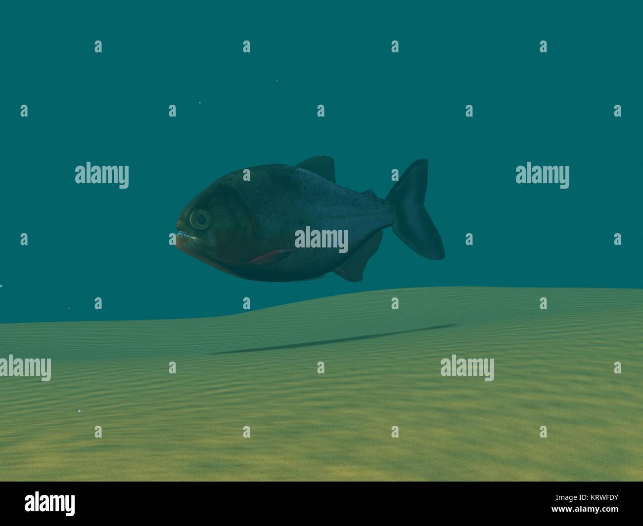piranha in the water Stock Photo - Alamy