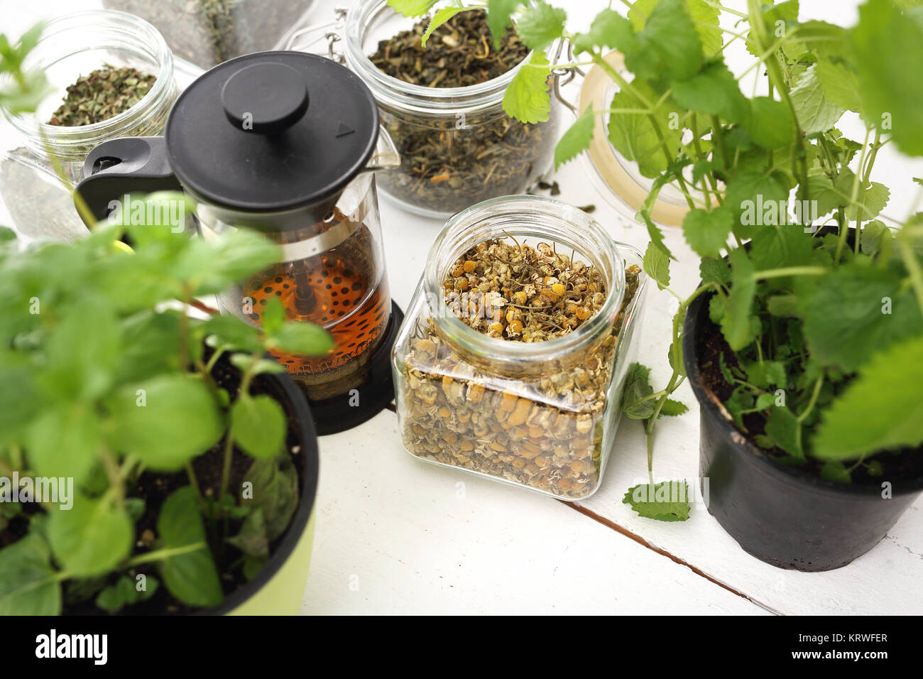 chamomile,infusion of chamomile. chamomile,herbal chamomile tea Stock ...