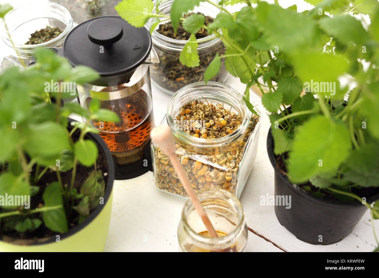 chamomile,infusion of chamomile. chamomile,herbal chamomile tea Stock ...