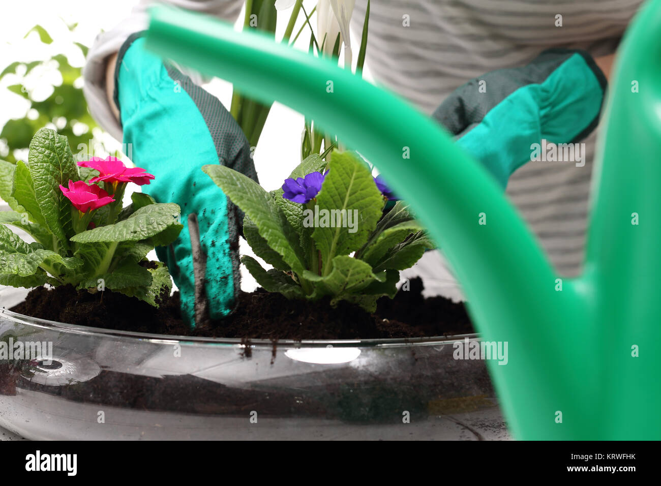planting plants,floral composition Stock Photo - Alamy