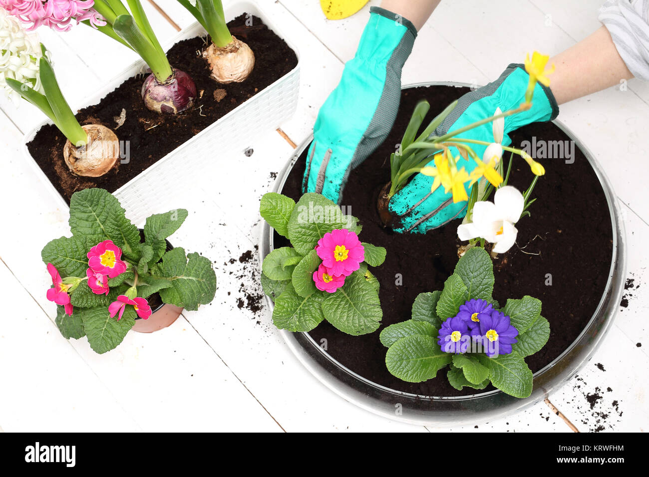 planting plants,floral composition Stock Photo - Alamy