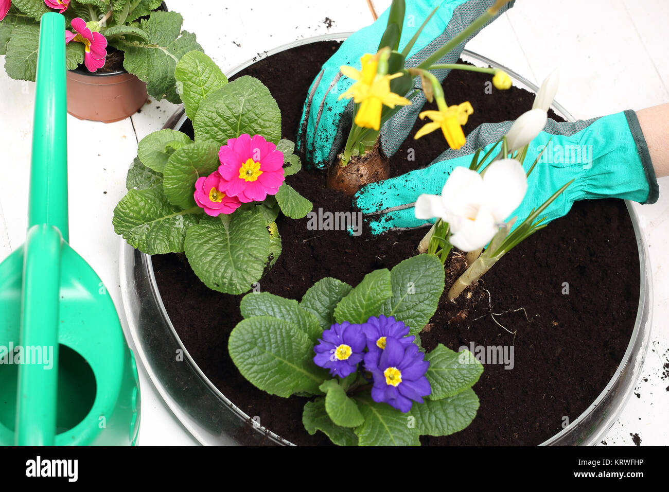 planting plants,floral composition Stock Photo - Alamy