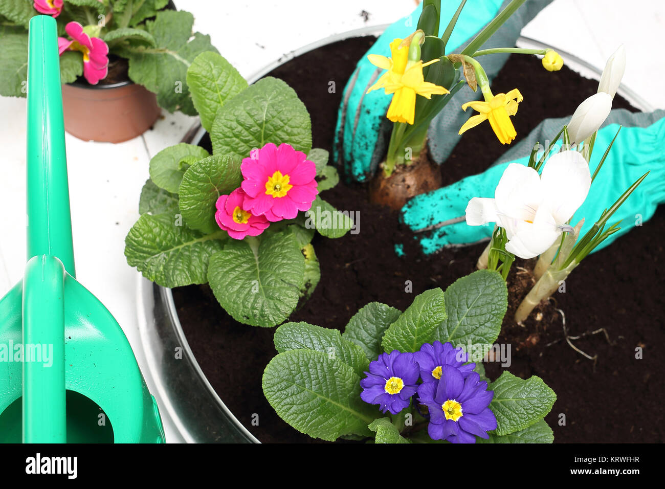 planting plants,floral composition Stock Photo - Alamy