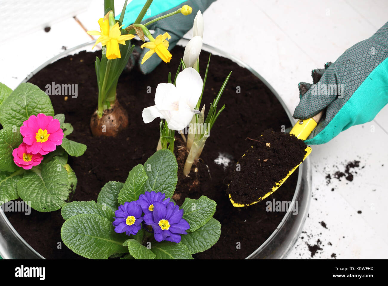 transplanting flowers planting plants,floral composition Stock Photo ...