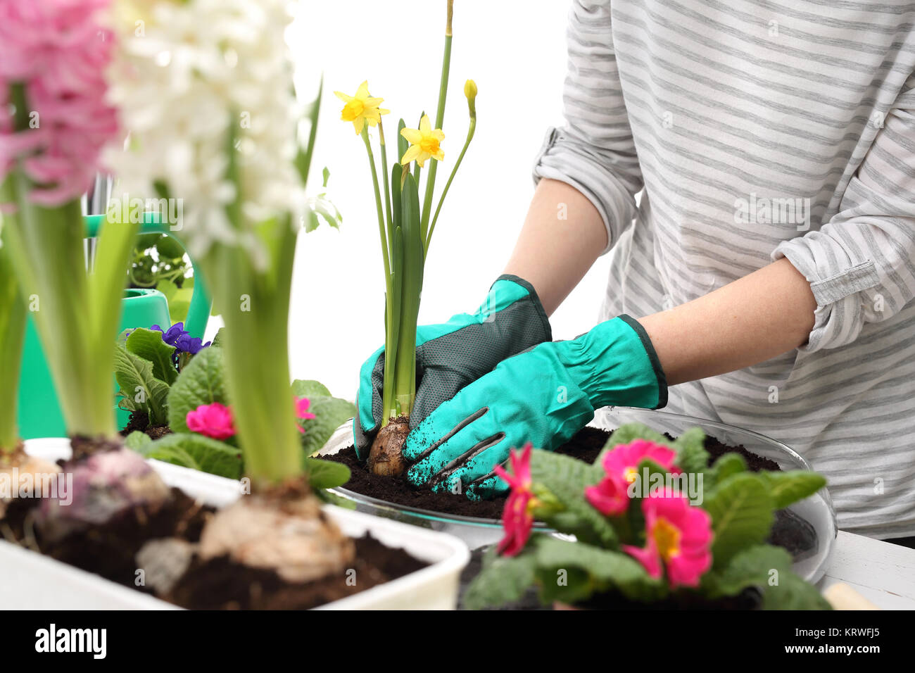 planting of plants,floral composition Stock Photo - Alamy