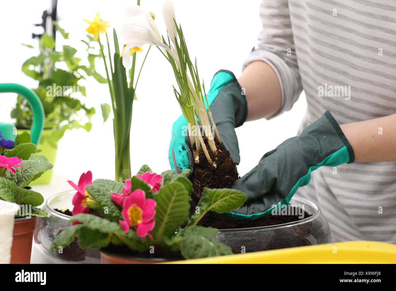 transplanting flowers planting plants,floral composition Stock Photo ...