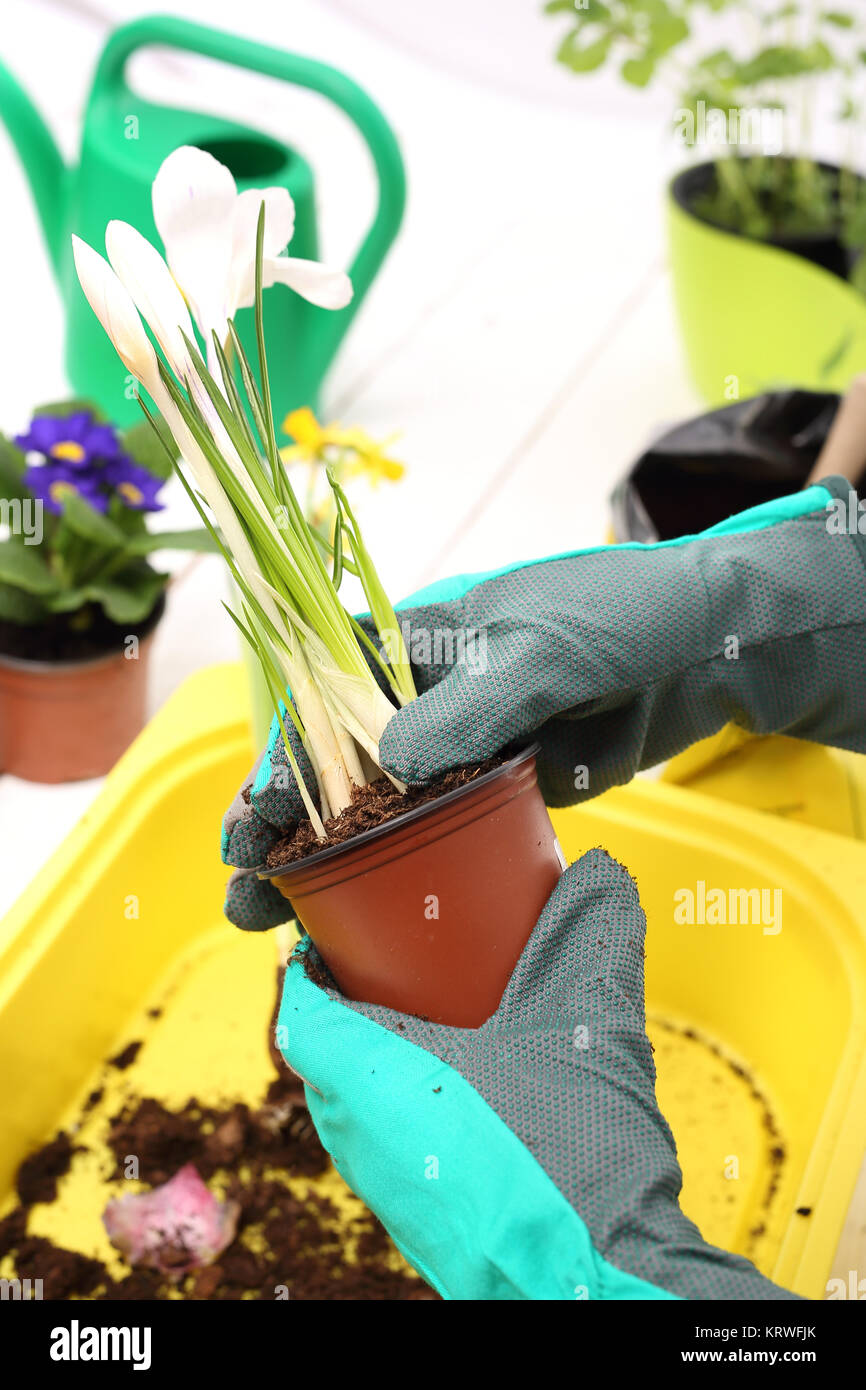 planting plants,floral composition Stock Photo - Alamy