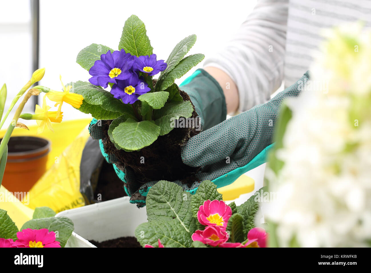 transplanting flowers planting plants,floral composition Stock Photo ...