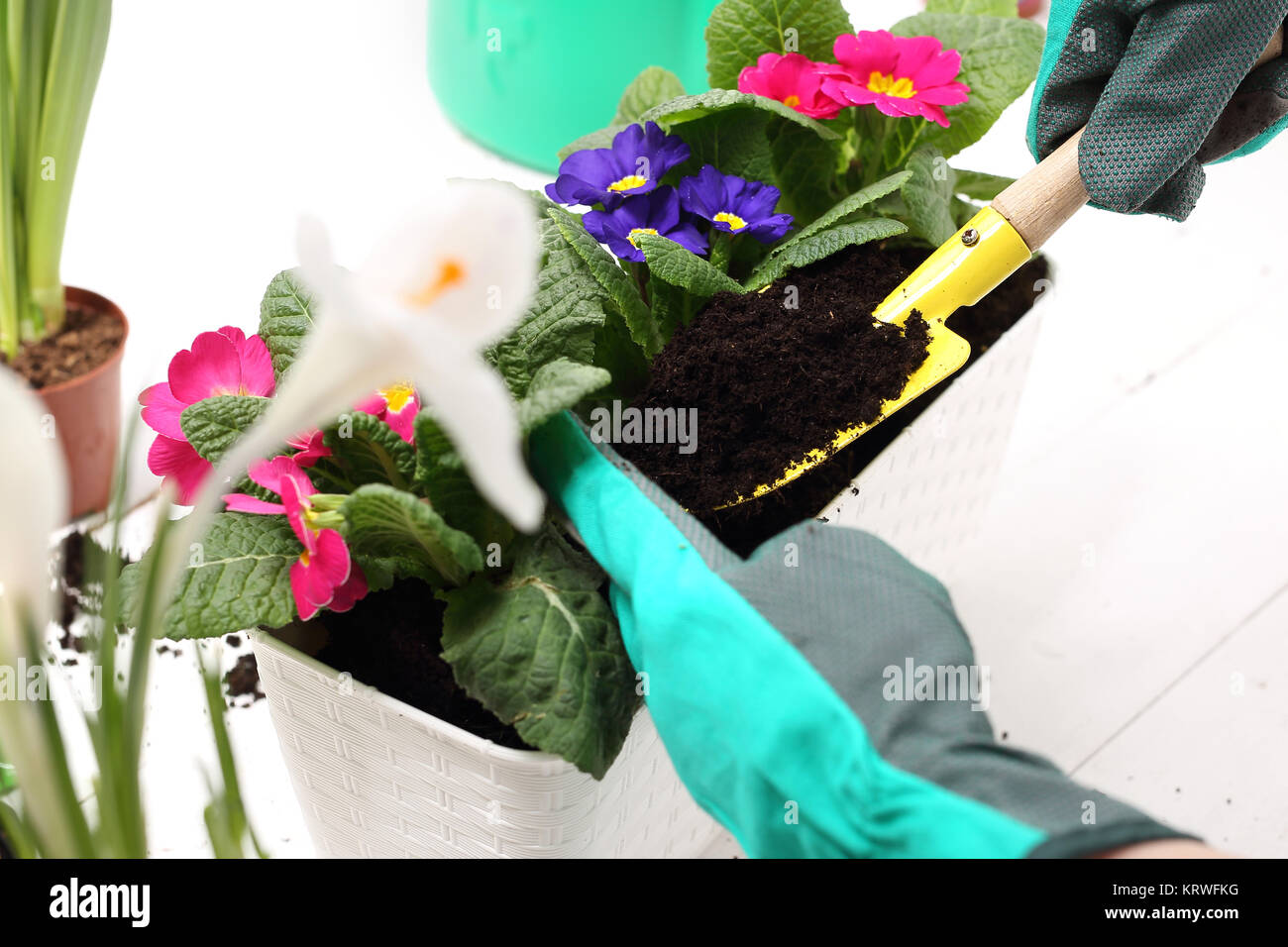 transplanting flowers planting plants,floral composition Stock Photo ...