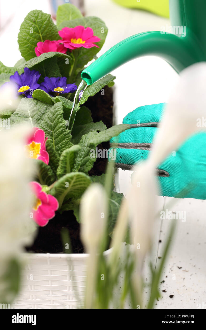Watering plant globe hi-res stock photography and images - Alamy