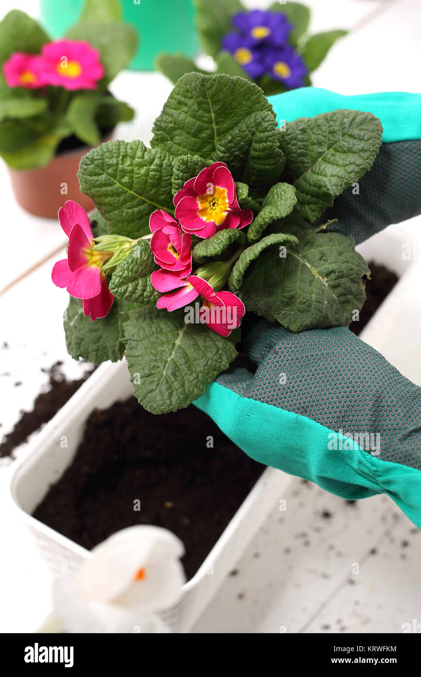 planting pot plants,colored primitives Stock Photo - Alamy
