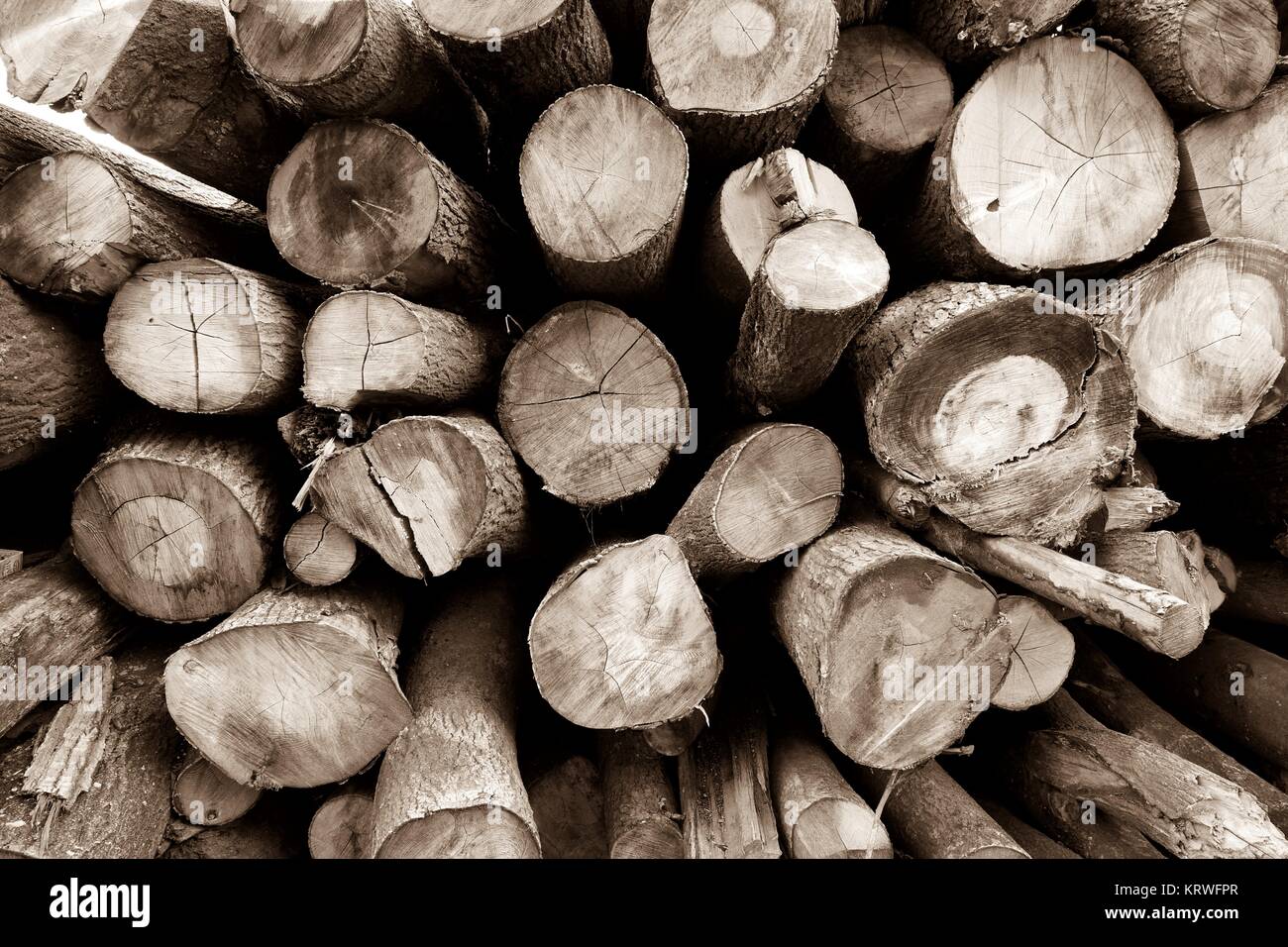 tree trunks in a forest Stock Photo - Alamy